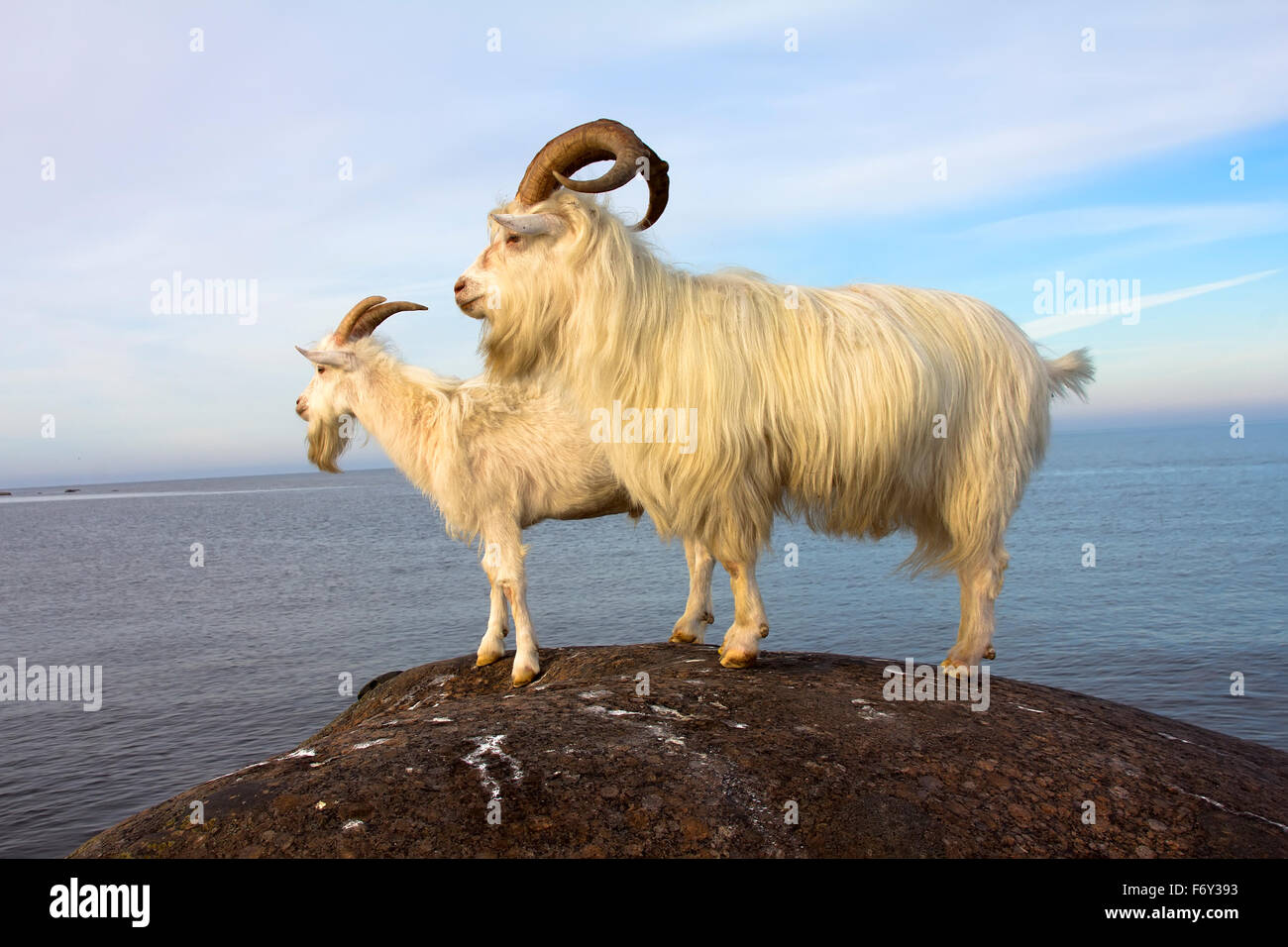 farm goats on the seashore in the summer afternoon Stock Photo - Alamy