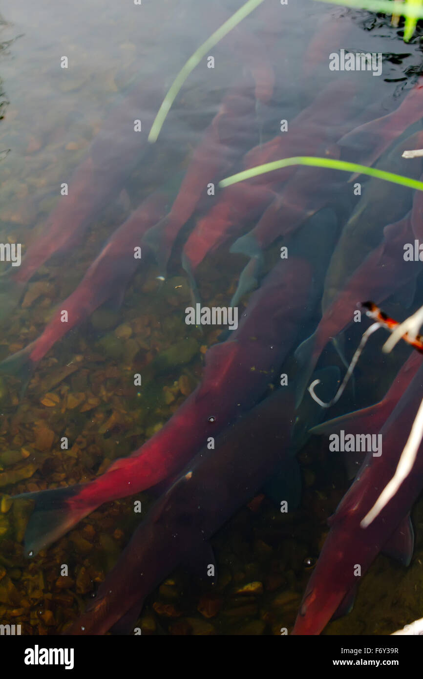 Spawning pit hi-res stock photography and images - Alamy
