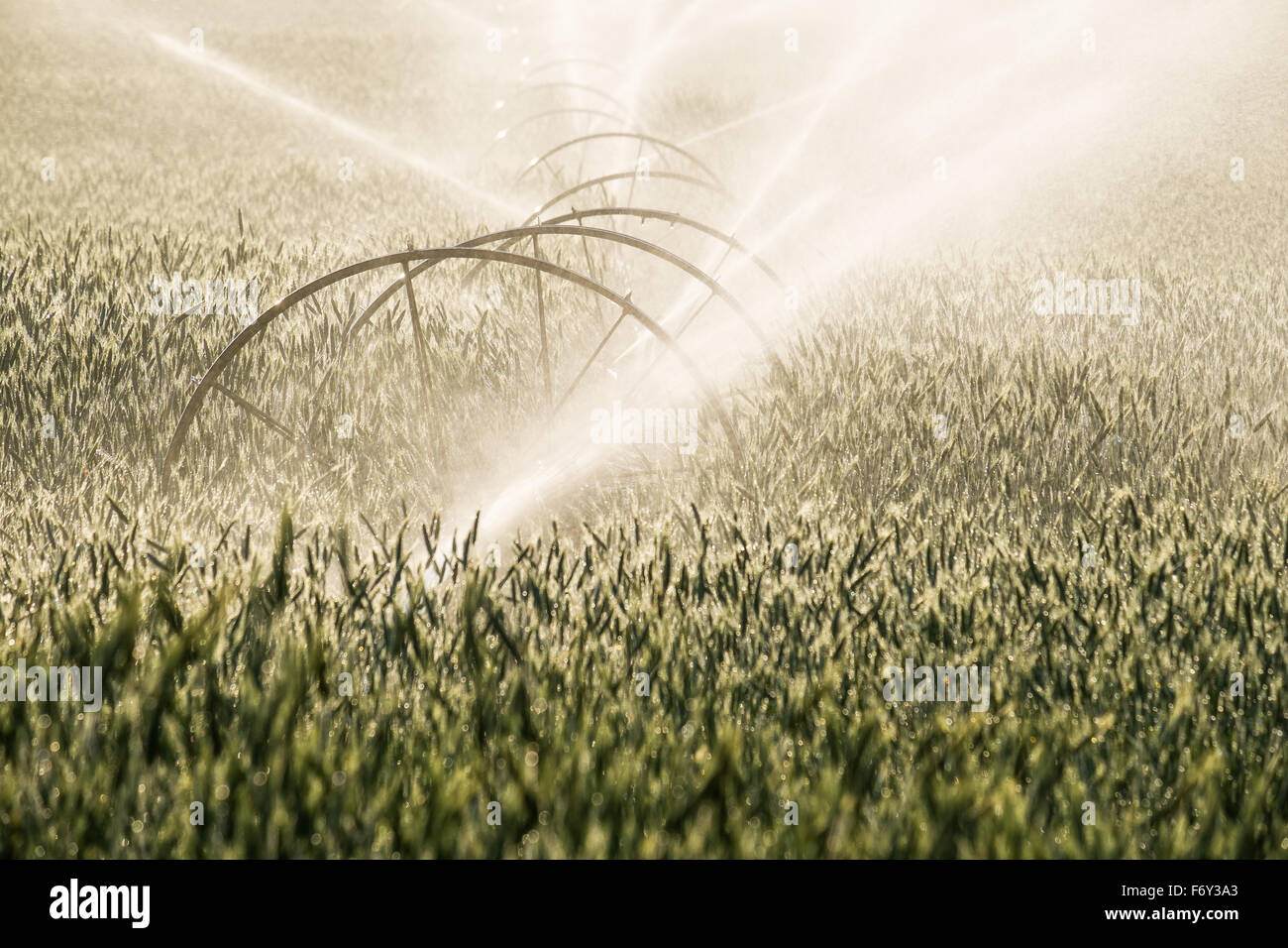 Wheat field irrigation hi-res stock photography and images - Alamy