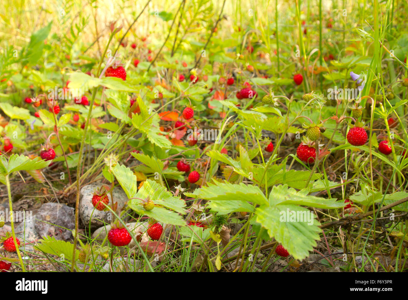 places abounding with wild strawberry. Russian Federation Stock Photo ...