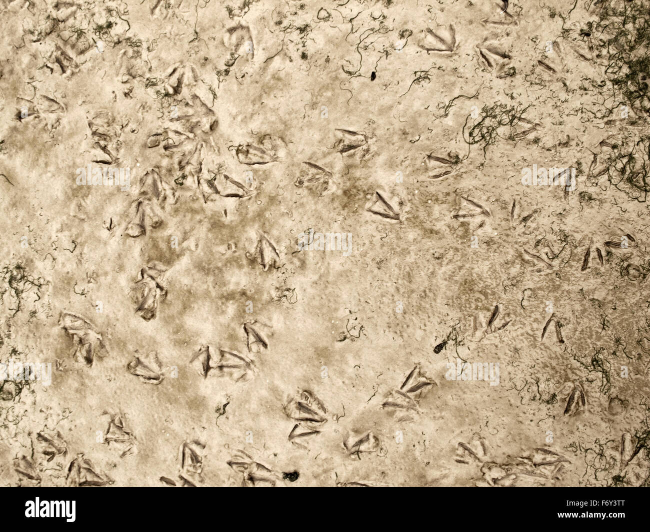 Plain background or texture for backdrops Stock Photo - Alamy