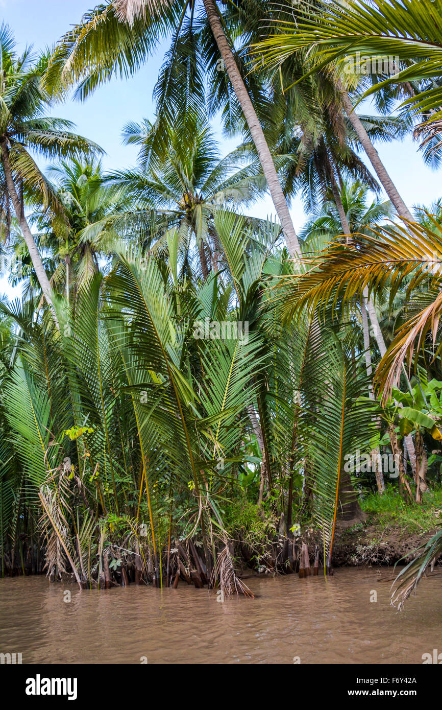 In jungle of Mekong River Delta Stock Photo - Alamy