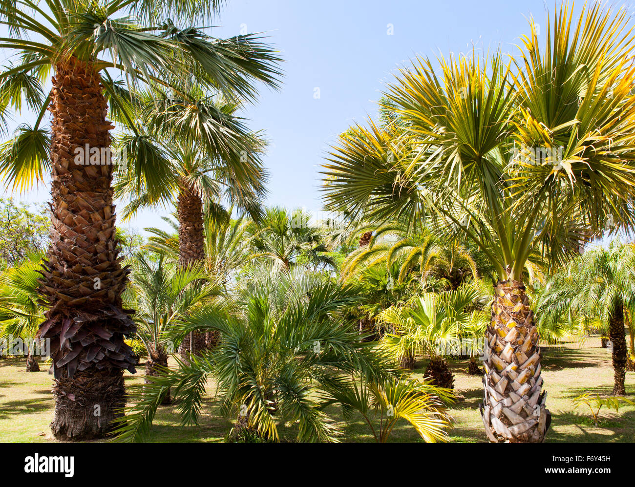 Riyadh forest hi-res stock photography and images - Alamy