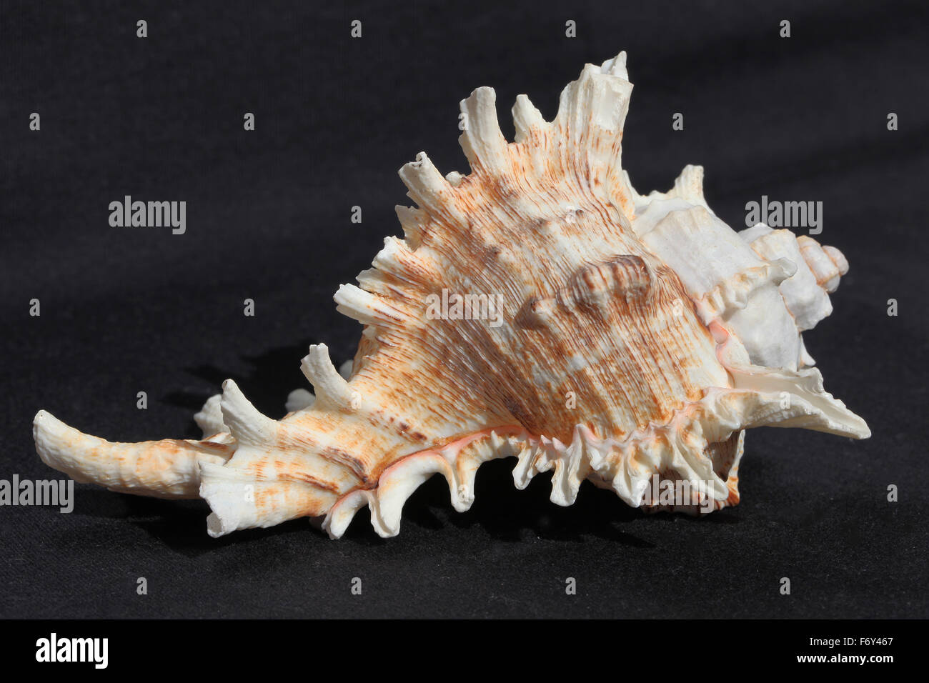 Sea shell hi-res stock photography and images - Alamy