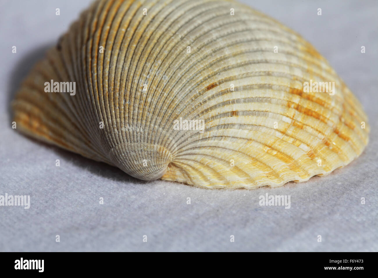 Sea shell on white hi-res stock photography and images - Alamy