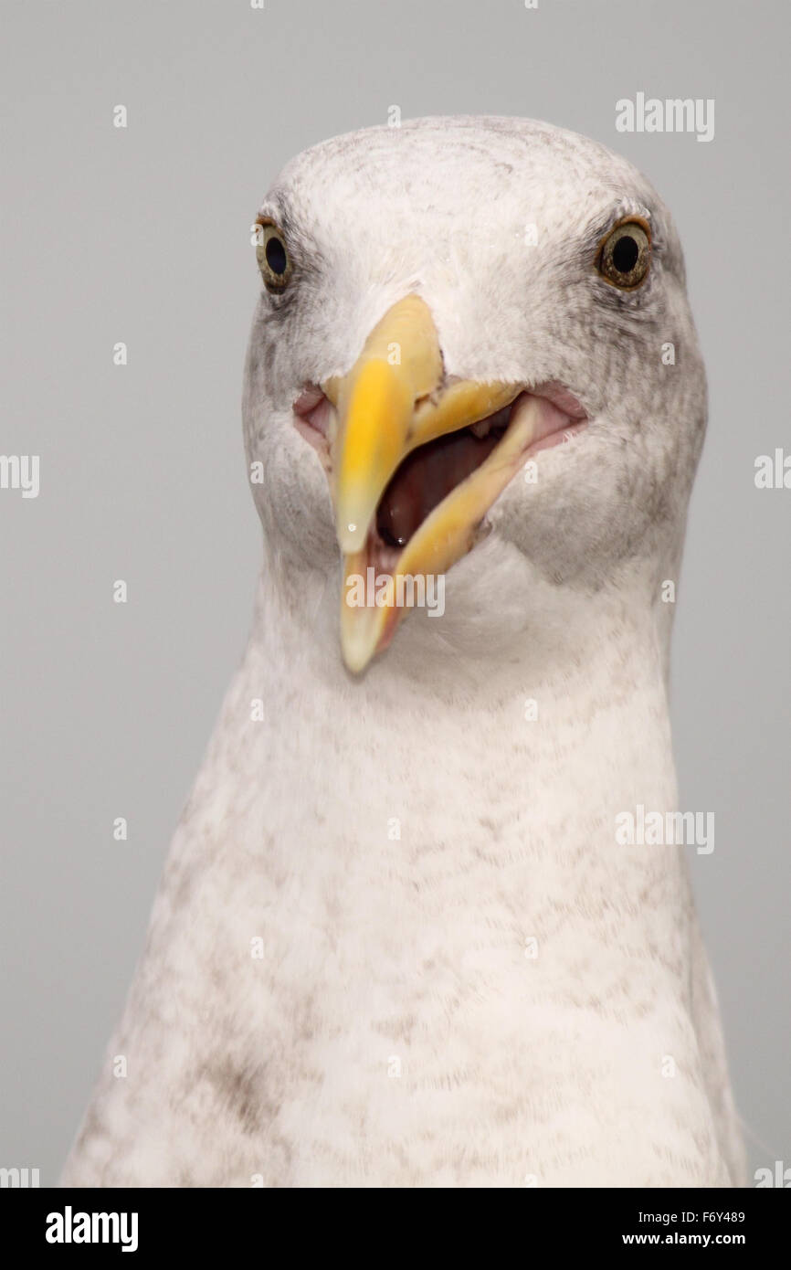 A Western Gull giving a chirping call Stock Photo - Alamy