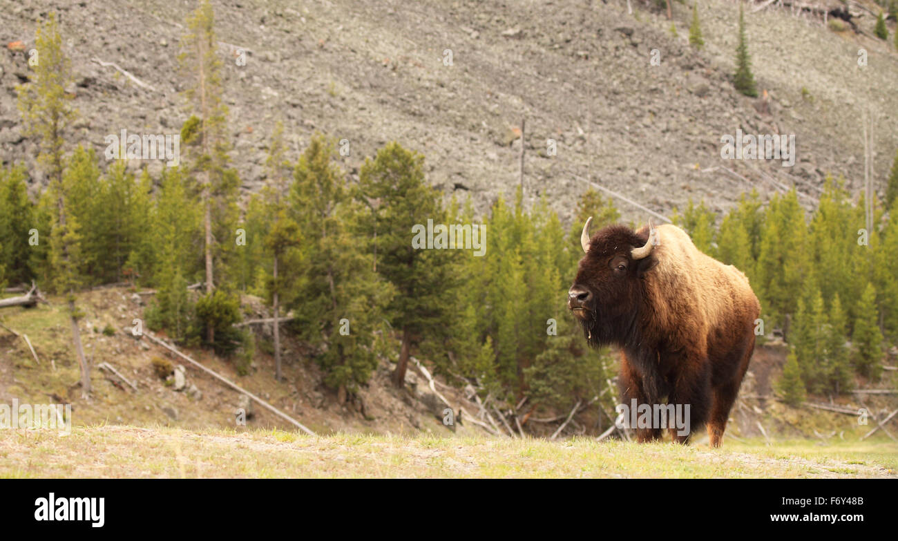 American bull buffalo hi-res stock photography and images - Alamy