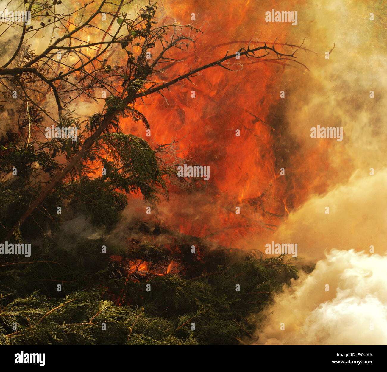 green trees from a forest on fire Stock Photo - Alamy