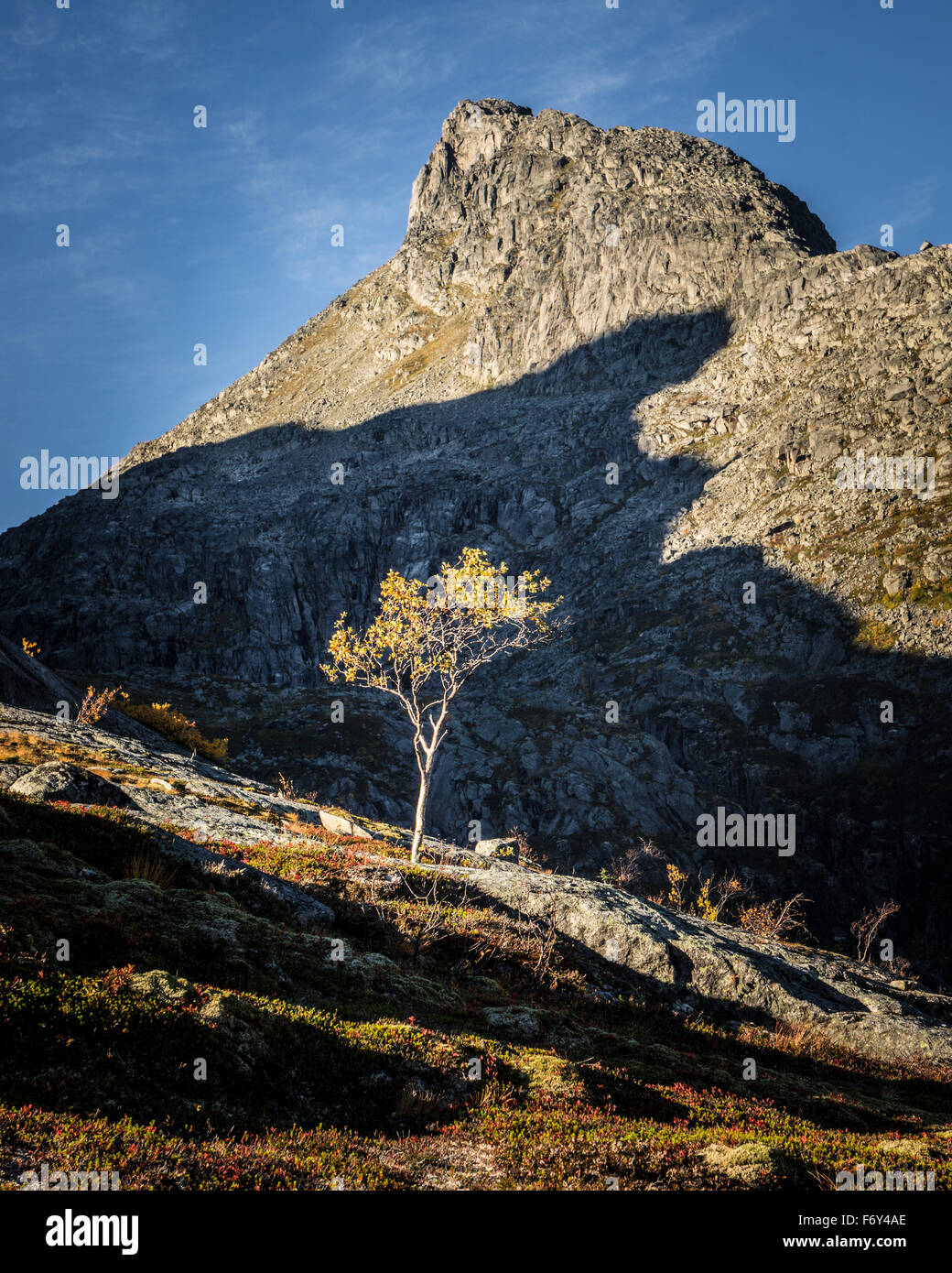 Tree and mountain from lower slopes of Store Blåmann, Kvaloya, Northern ...