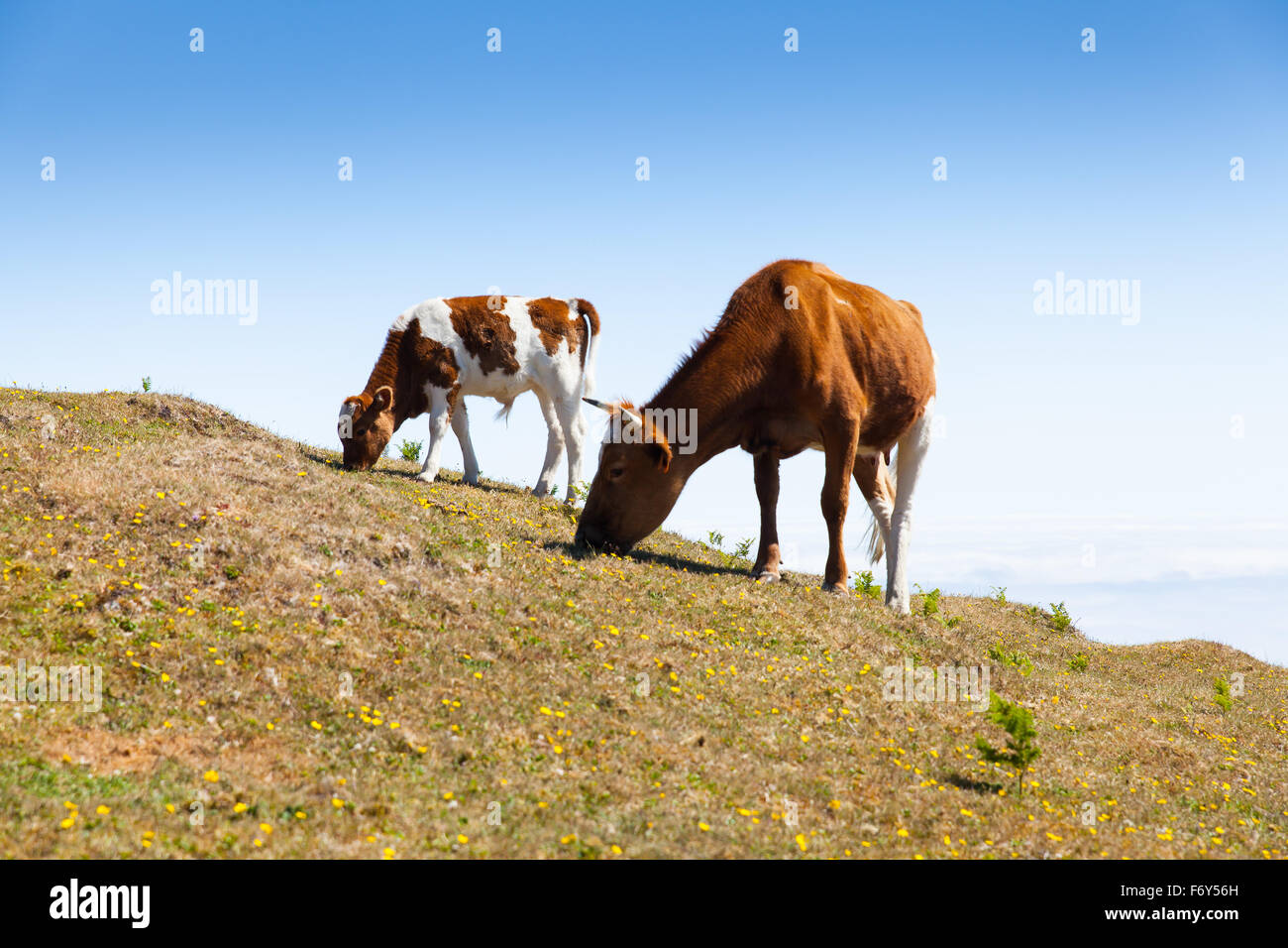 Cow and veal pasture in the mountains madeira Stock Photo - Alamy