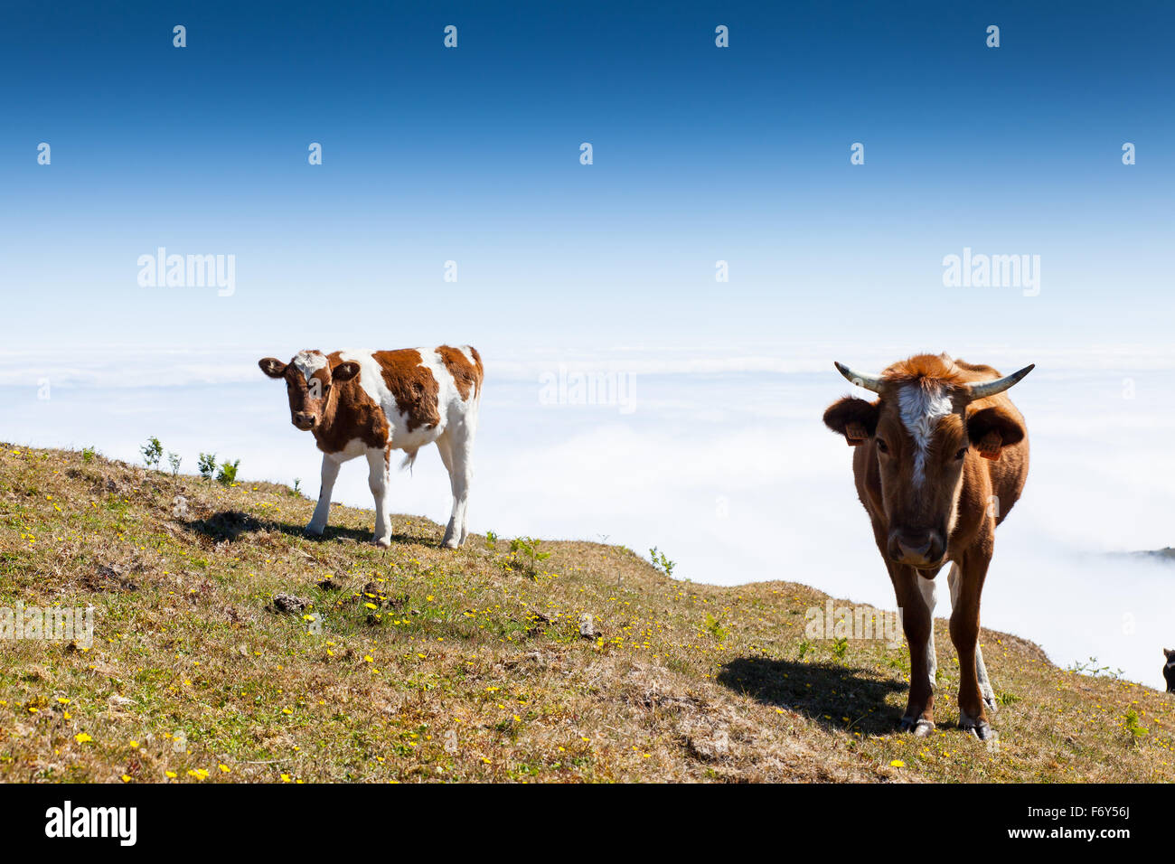 Cow and veal pasture in the mountains madeira Stock Photo - Alamy