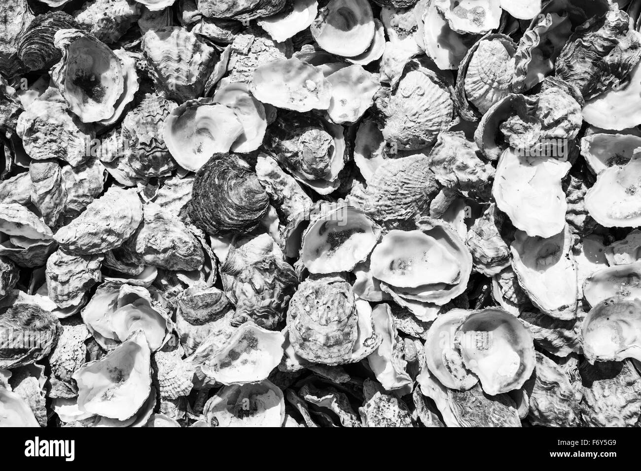 Pile of oyster shells hi-res stock photography and images - Alamy