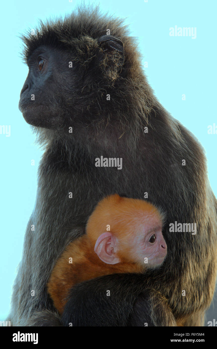 Oct. 15, 2014 - silvered leaf monkey, silvery langur or silvery lutung ...