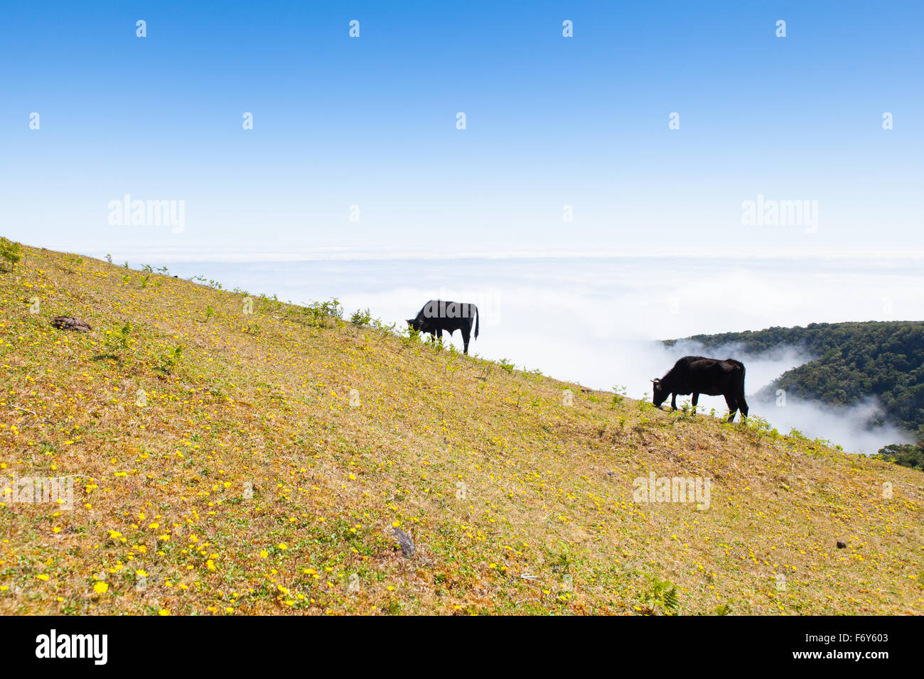 Cow and veal pasture in the mountains madeira Stock Photo - Alamy