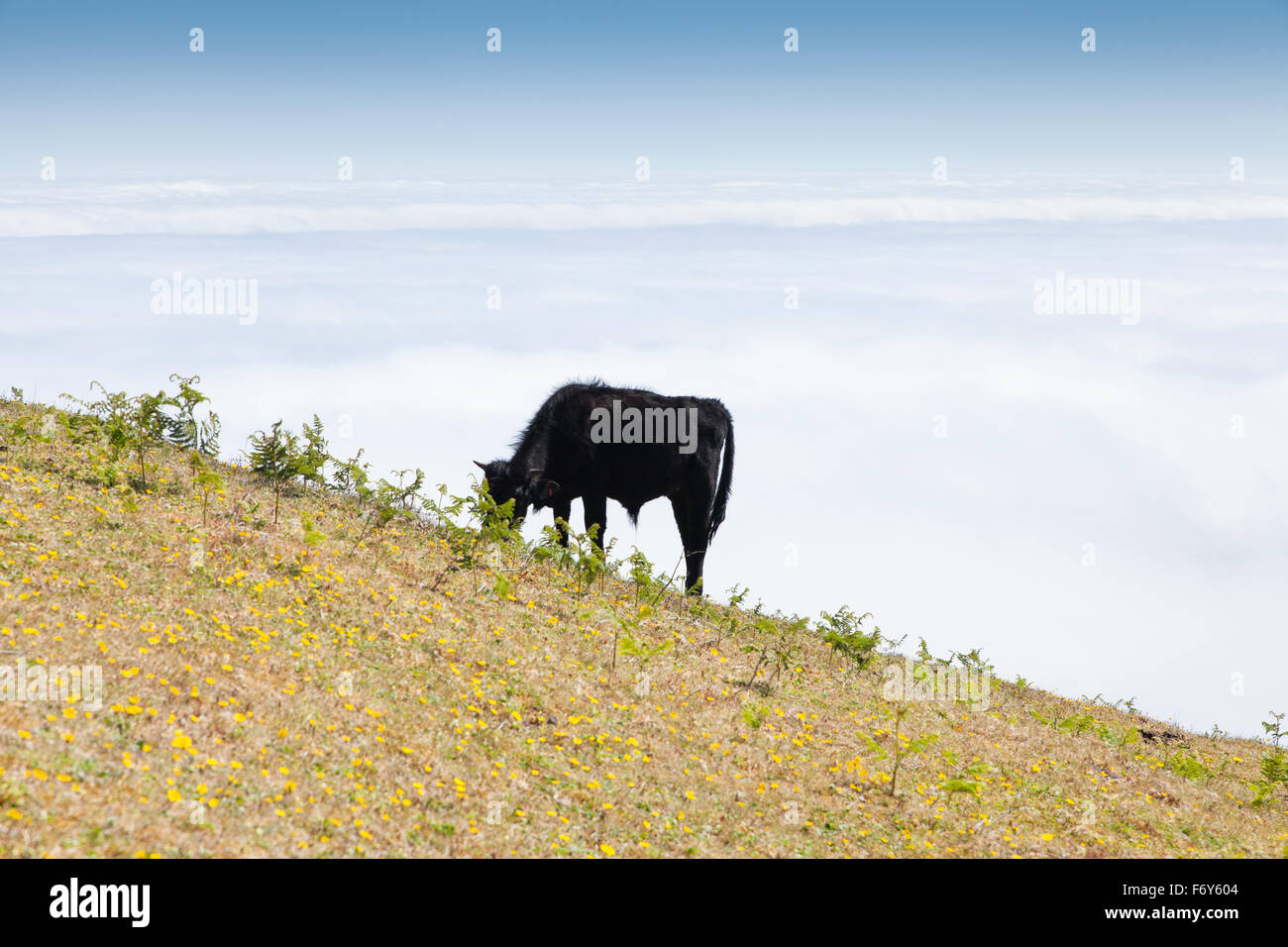 Cow and veal pasture in the mountains madeira Stock Photo - Alamy