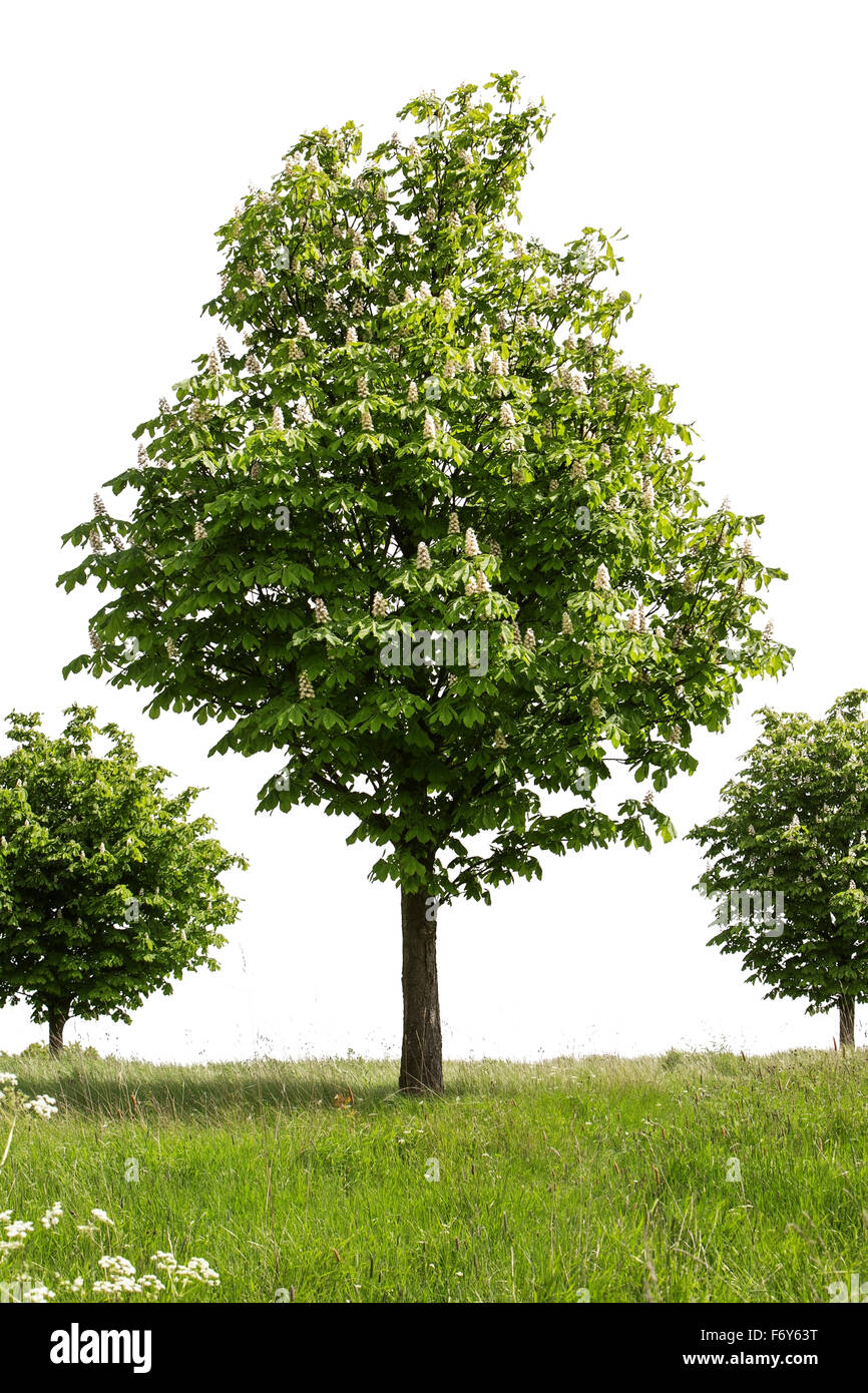 trees in landscape cut out on white background Stock Photo - Alamy