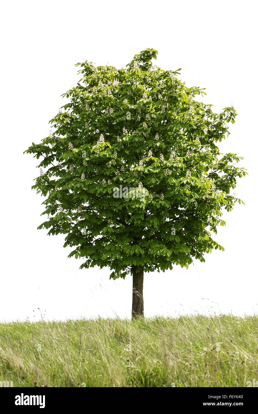 single tree in landscape cut out on white background Stock Photo - Alamy