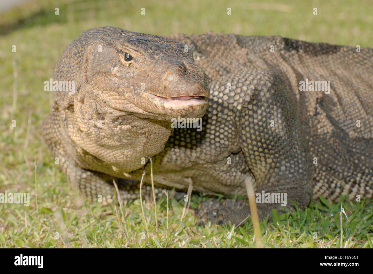 Monitor lizard pictures hi-res stock photography and images - Alamy