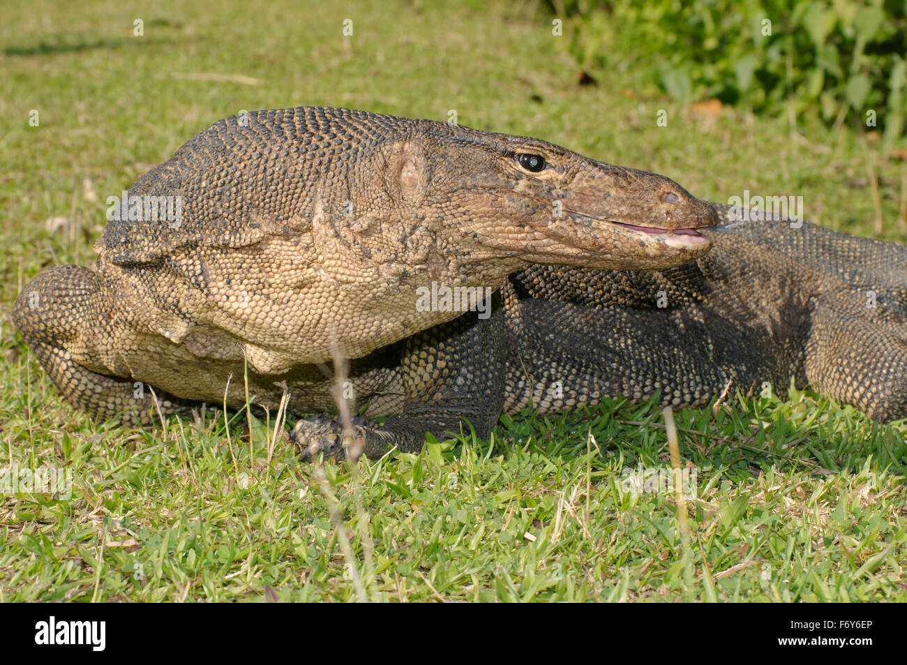 Monitor lizard pictures hi-res stock photography and images - Alamy