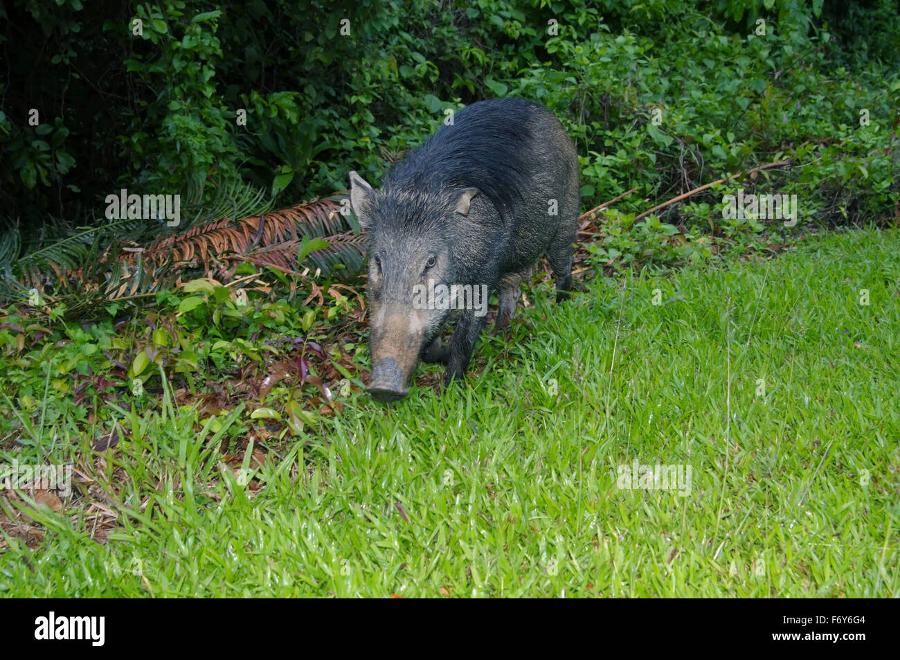Pictures wild boar hi-res stock photography and images - Alamy