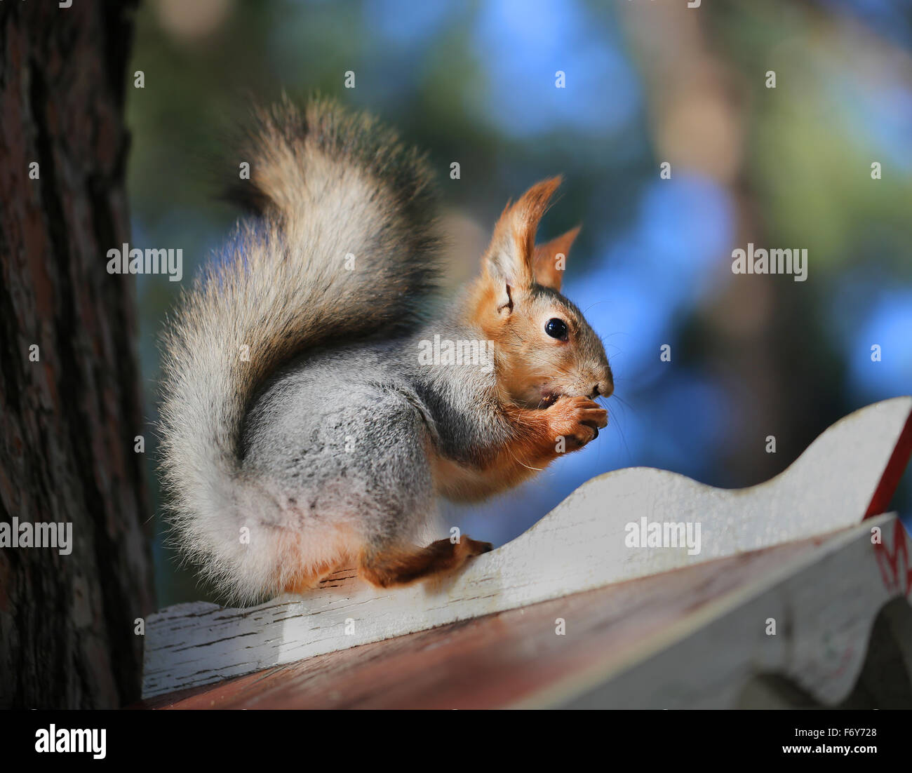 Beautiful portrait of a squirrel Stock Photo - Alamy