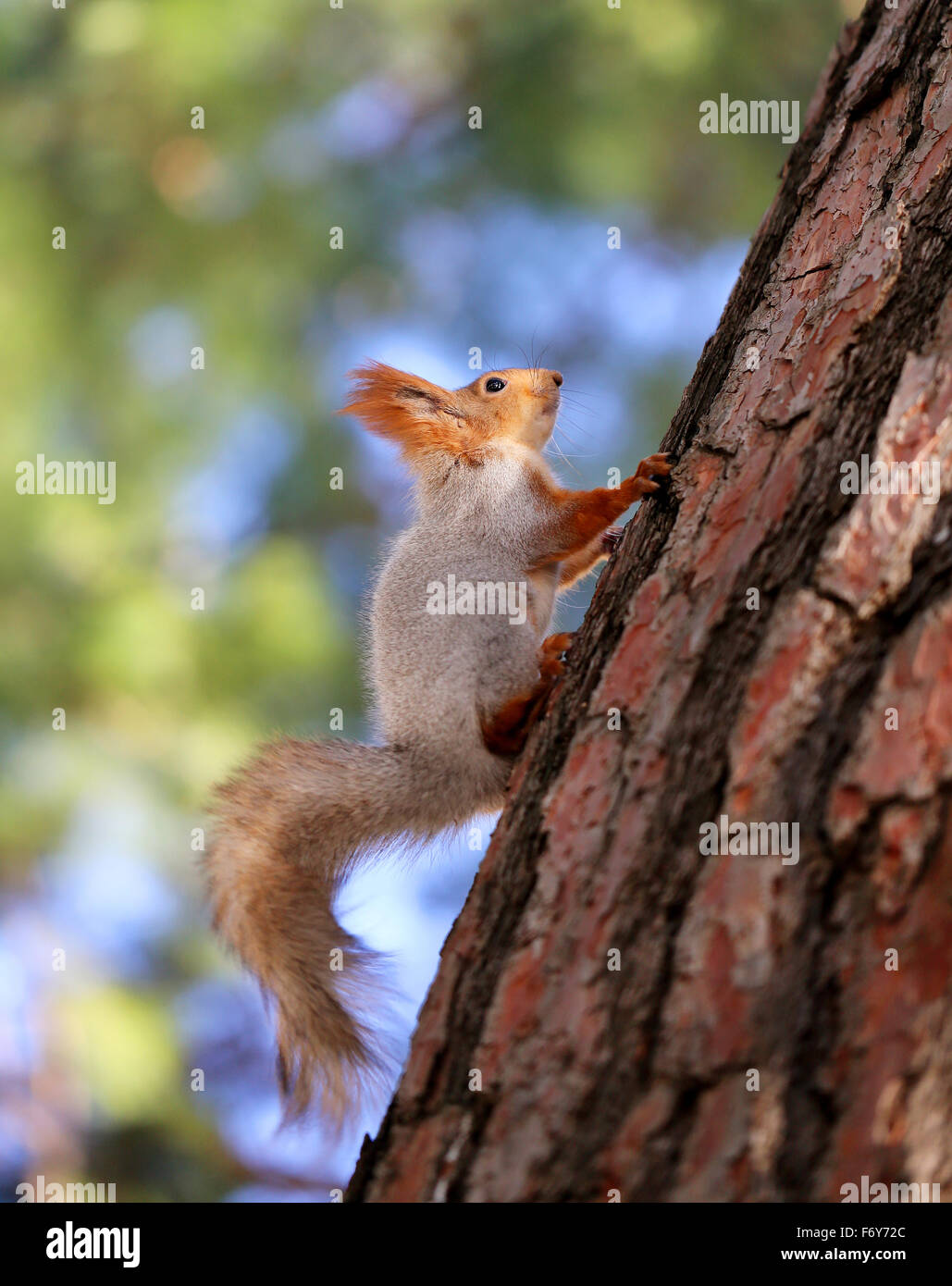 Beautiful portrait of a squirrel Stock Photo - Alamy