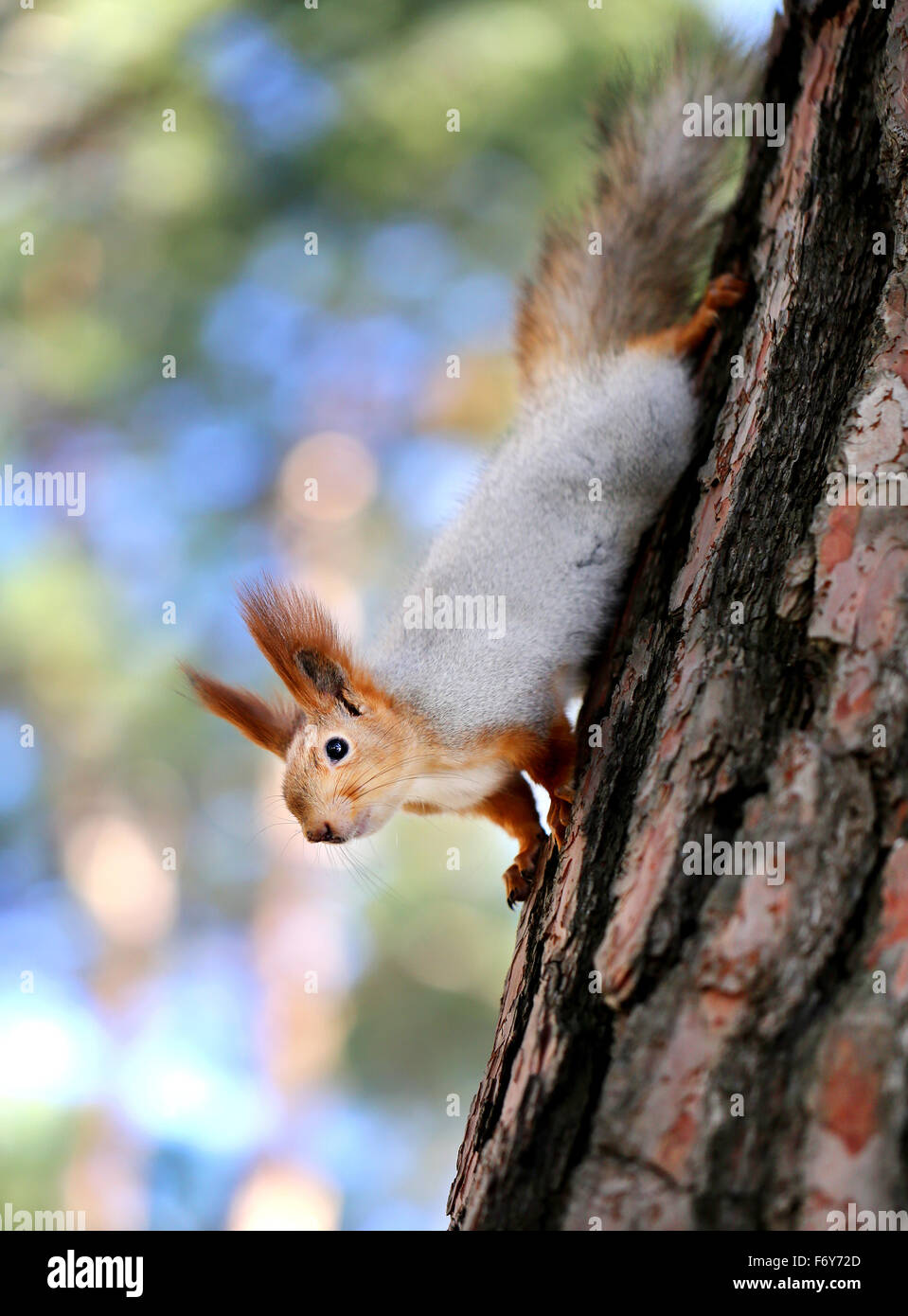 Portrait of a squirrel hi-res stock photography and images - Alamy