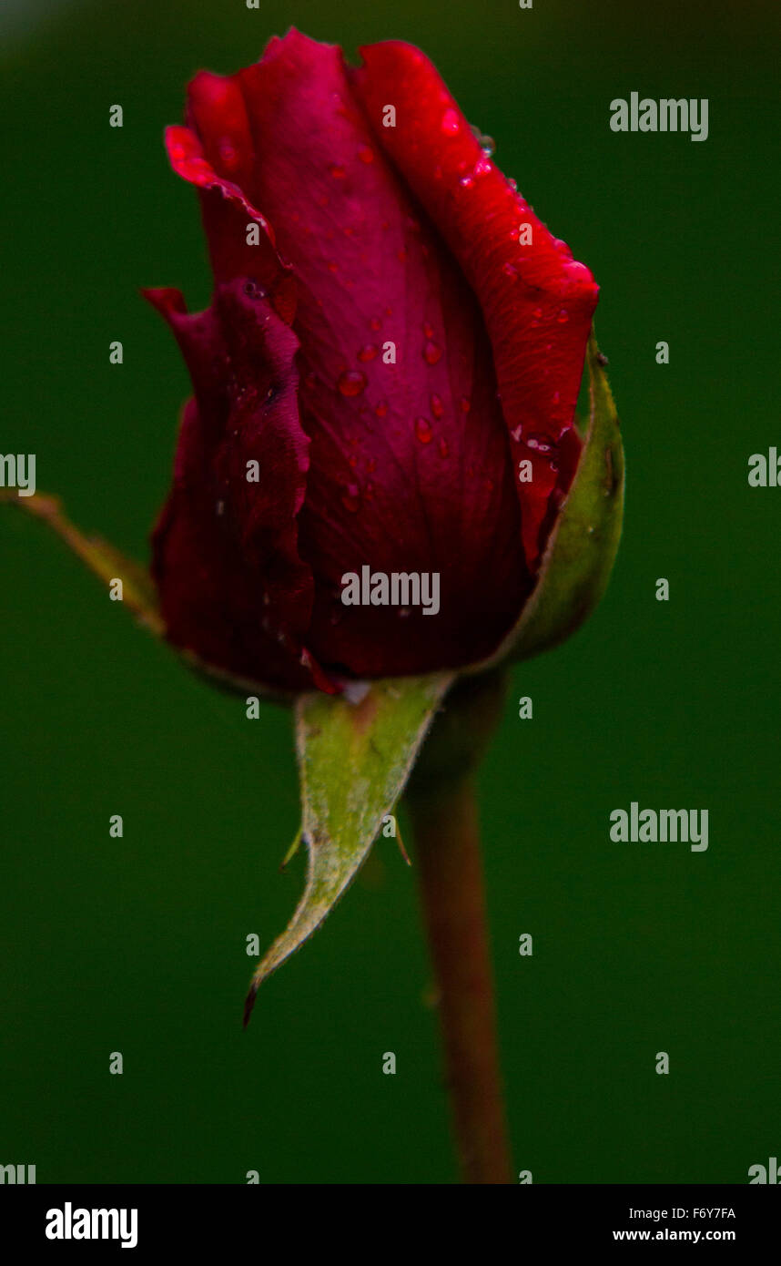 Stunning Rose High Resolution Stock Photography and Images - Alamy