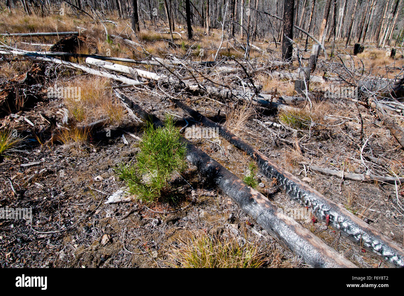 Pine seedling hi-res stock photography and images - Alamy