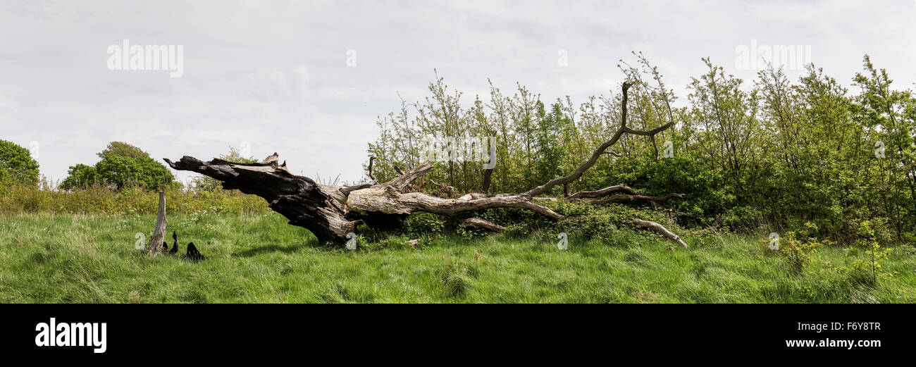 Grassland tree hi-res stock photography and images - Alamy
