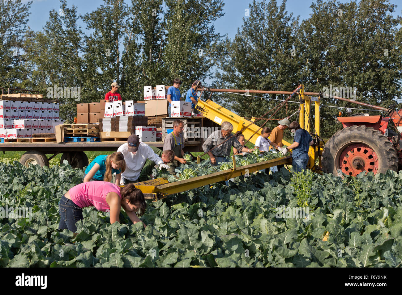 Crew deposing harvested broccoli crowns onto conveyor, packing ...