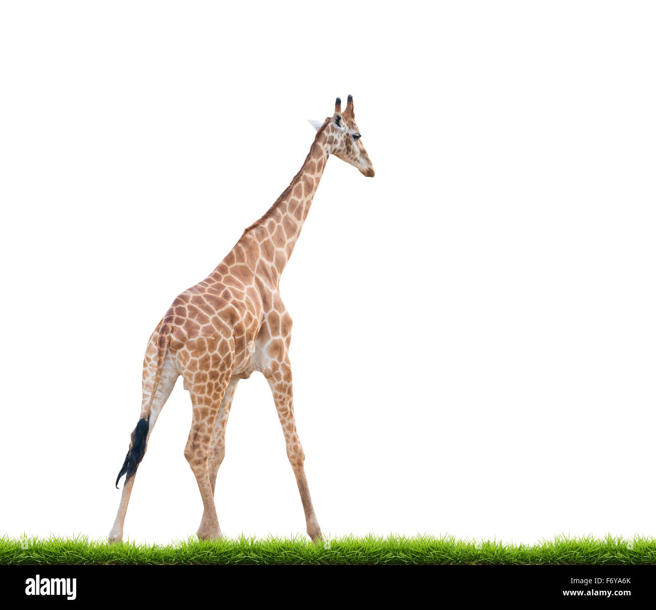 giraffe with green grass isolated on white background Stock Photo - Alamy