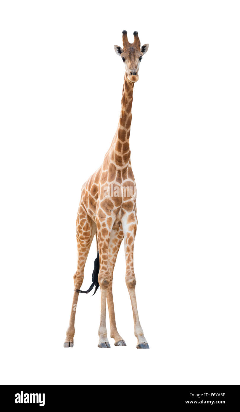 giraffe isolated on white background Stock Photo - Alamy
