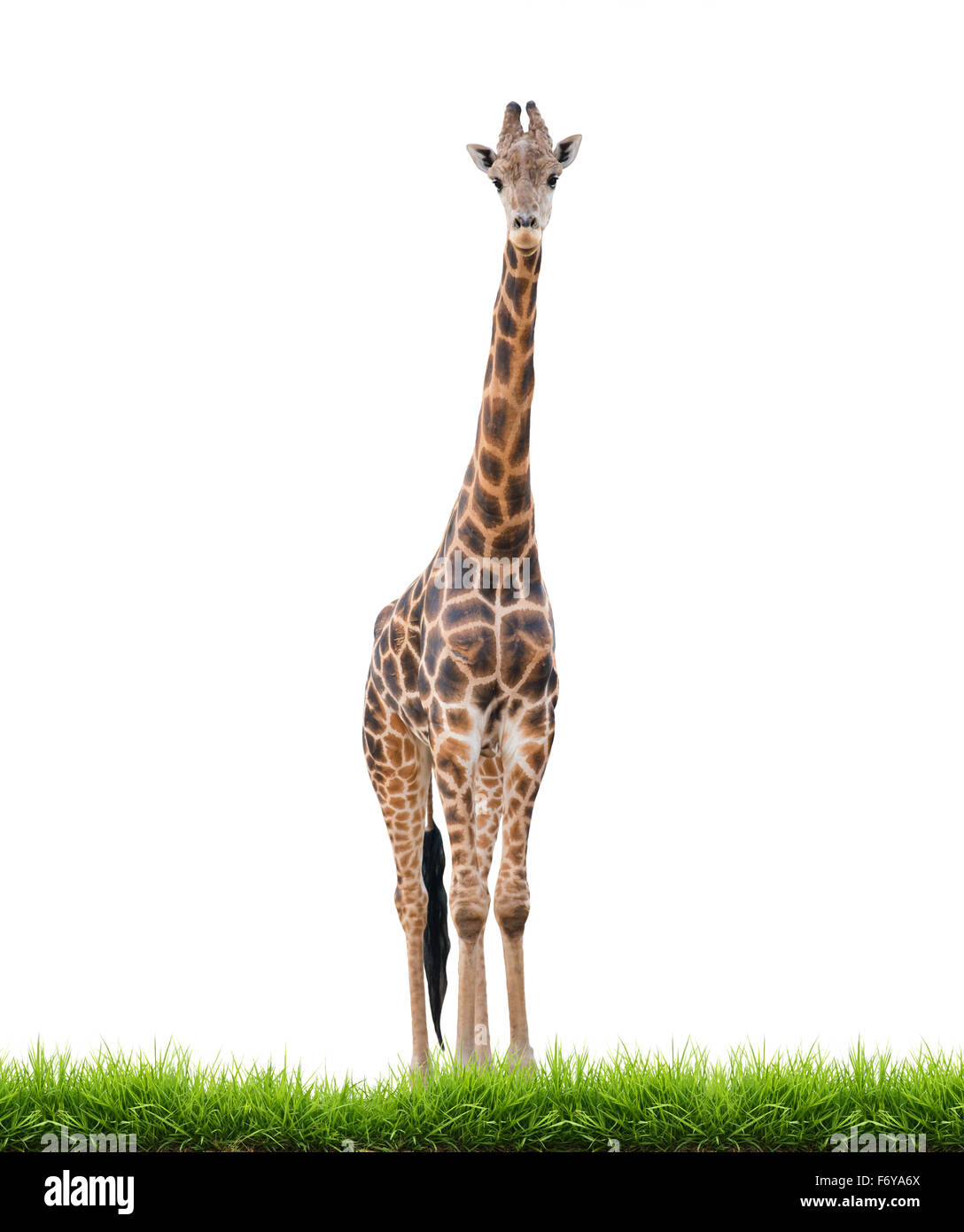 giraffe with green grass isolated on white background Stock Photo - Alamy