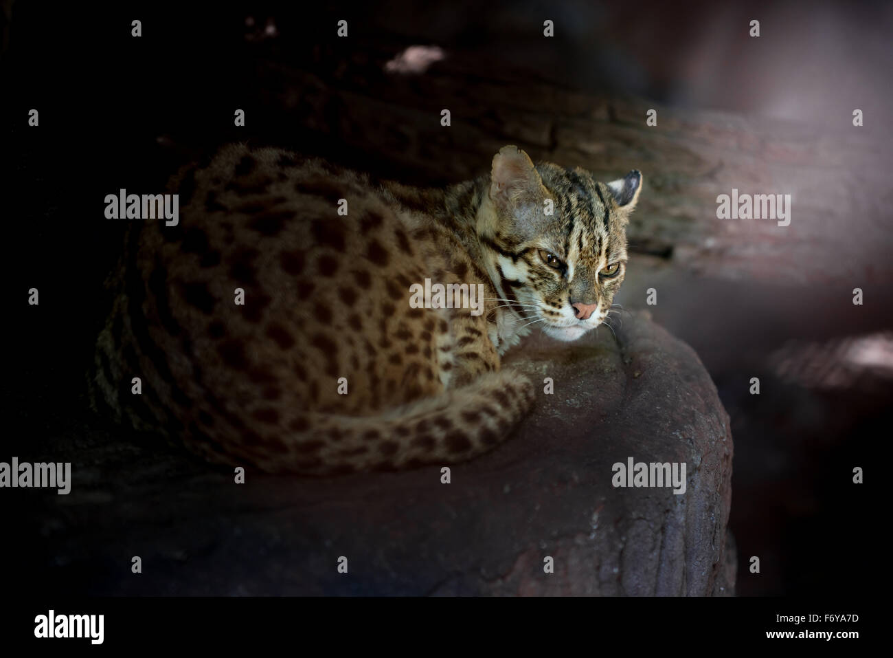 Leopard cat prionailurus bengalensis hi-res stock photography and ...