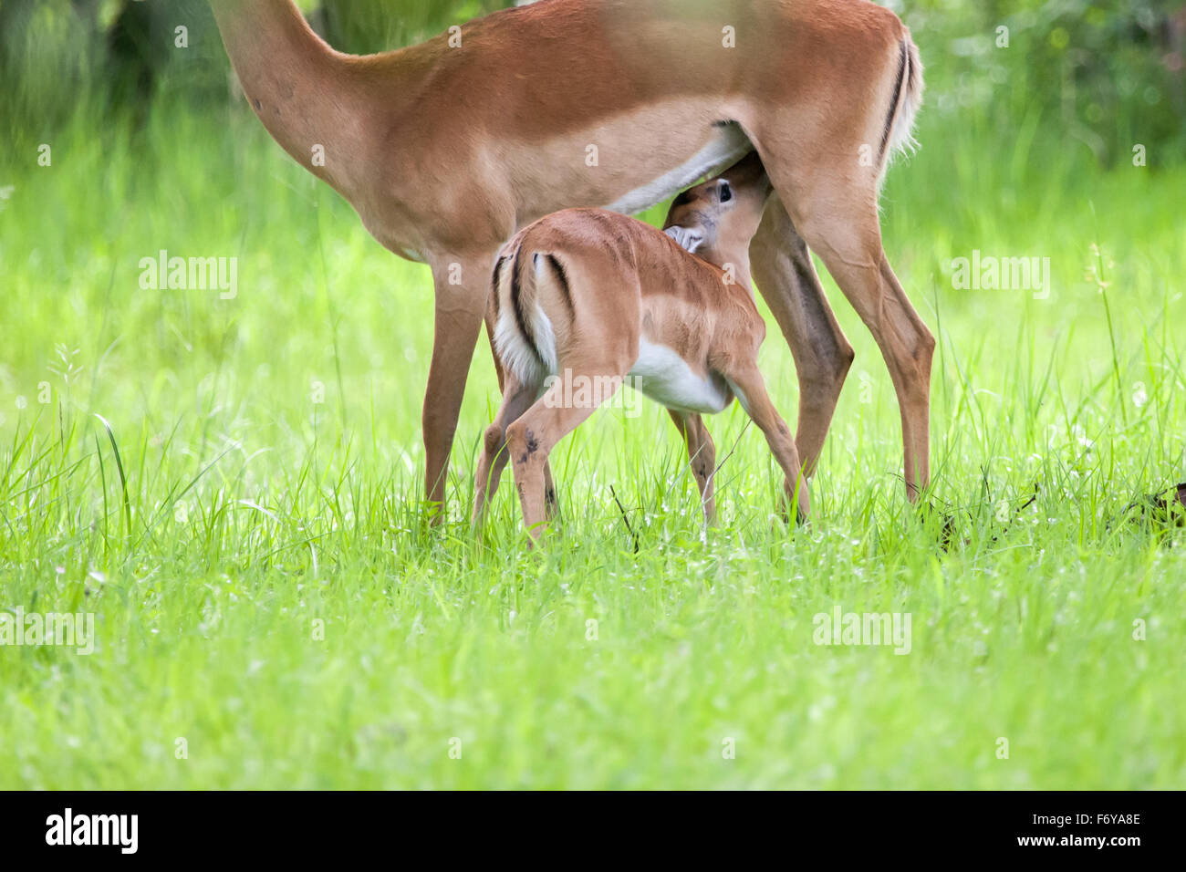 Impala fawns hi-res stock photography and images - Alamy