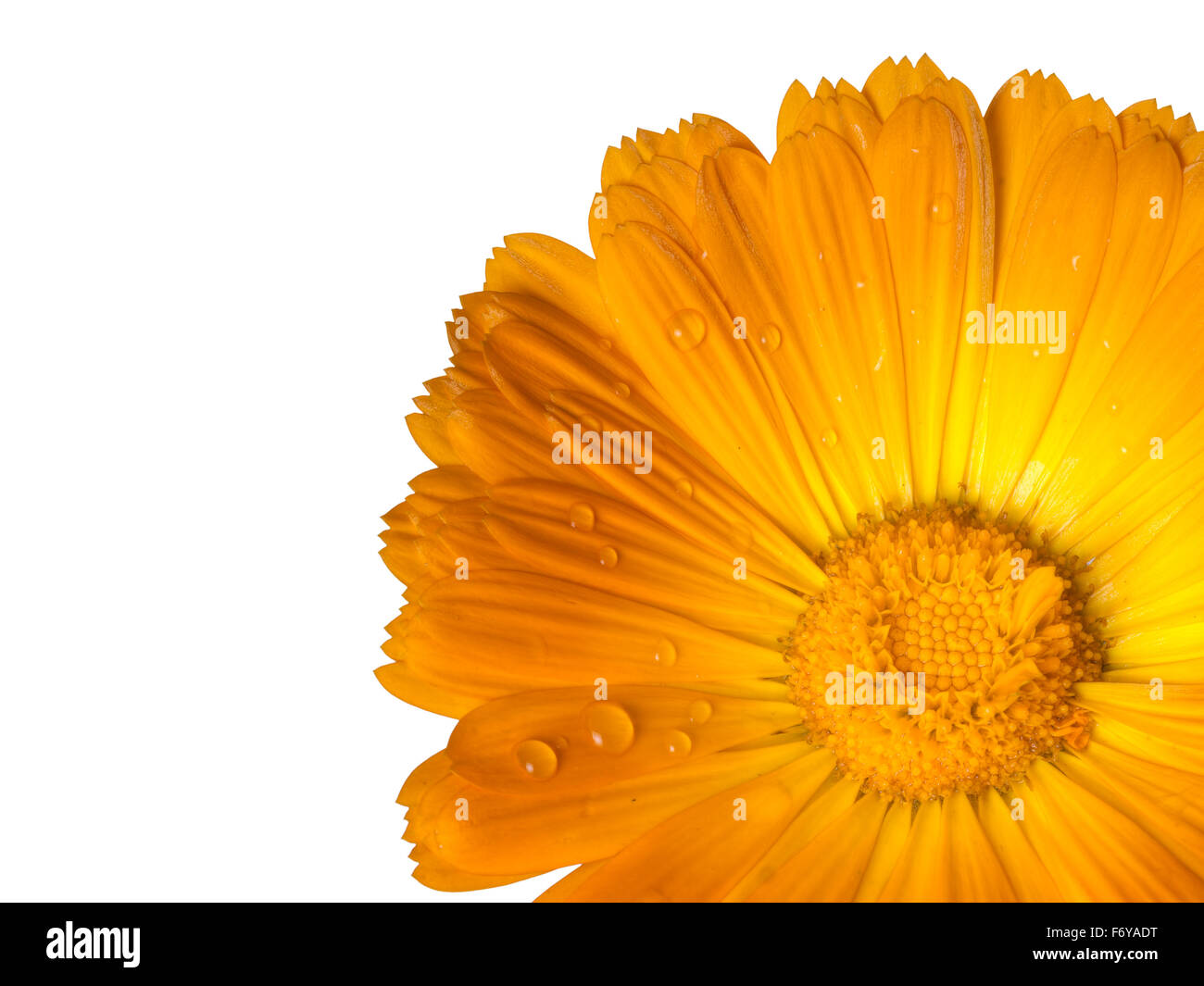 Calendula officinalis aka Pot Marigold flower with real raindrops Stock ...