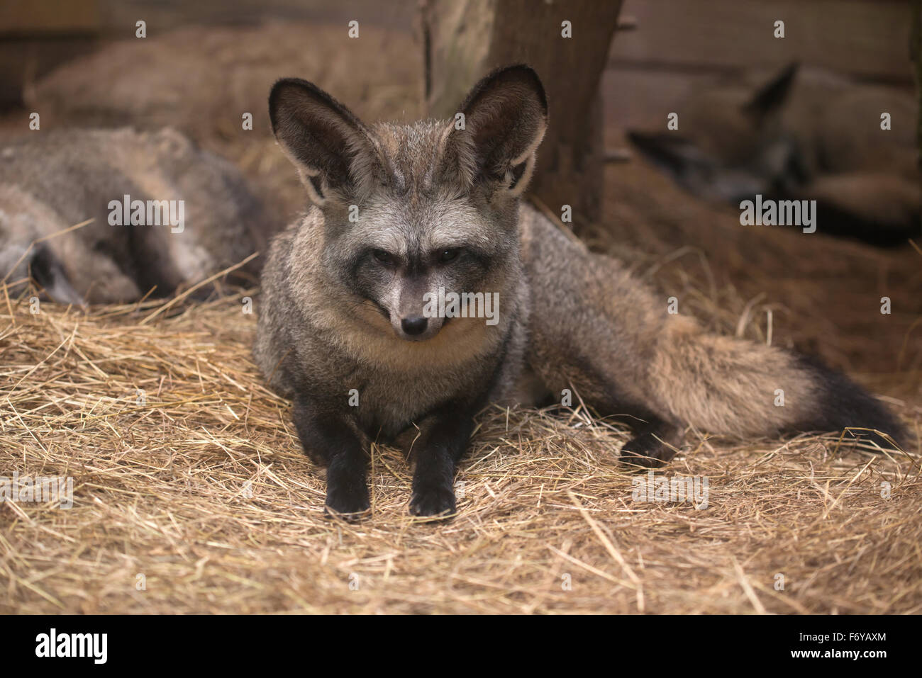 bat eared fox resting on dried grass Stock Photo - Alamy