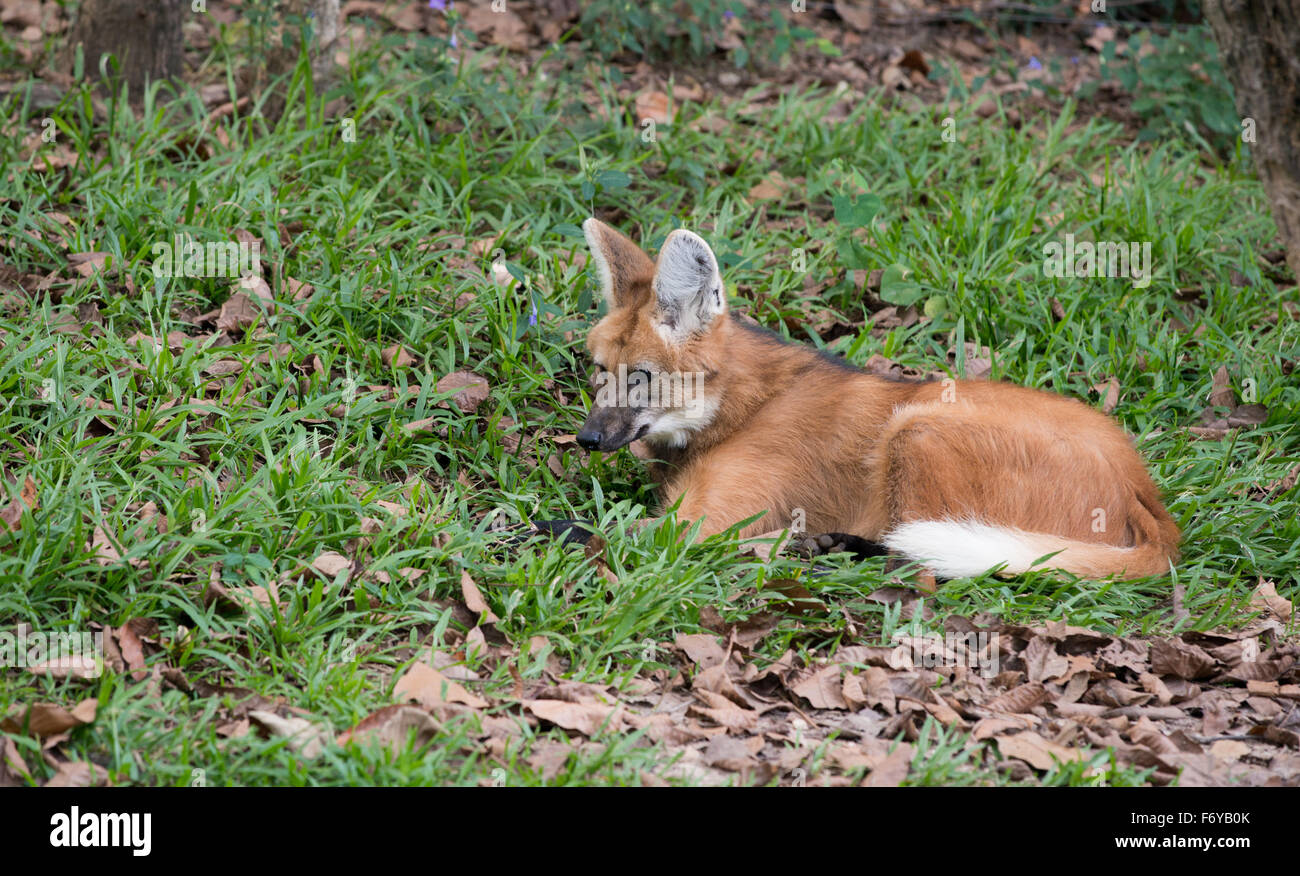 maned wolf ( chrysocyon brachyurus ) resting on grass Stock Photo - Alamy