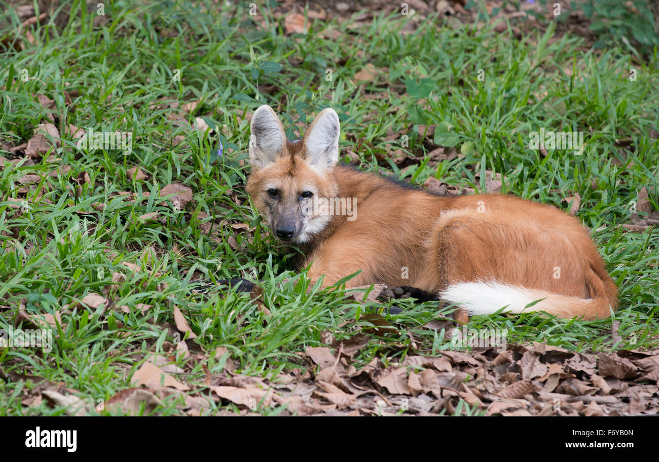 maned wolf ( chrysocyon brachyurus ) resting on grass Stock Photo - Alamy