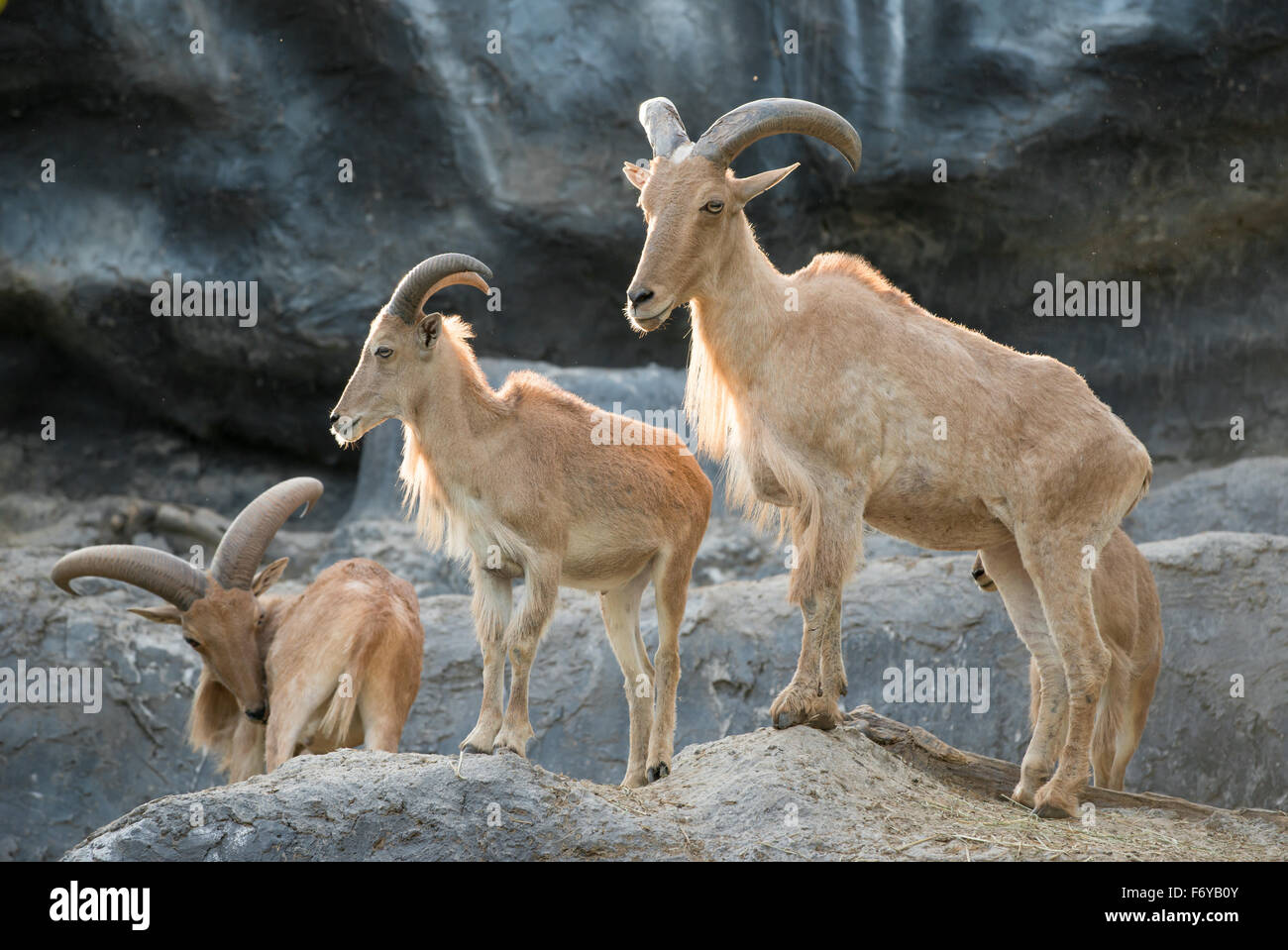 Barbary wild sheep hi-res stock photography and images - Alamy