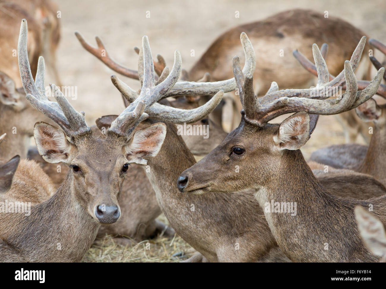 Rusa deer cervus timorensis hi-res stock photography and images - Alamy