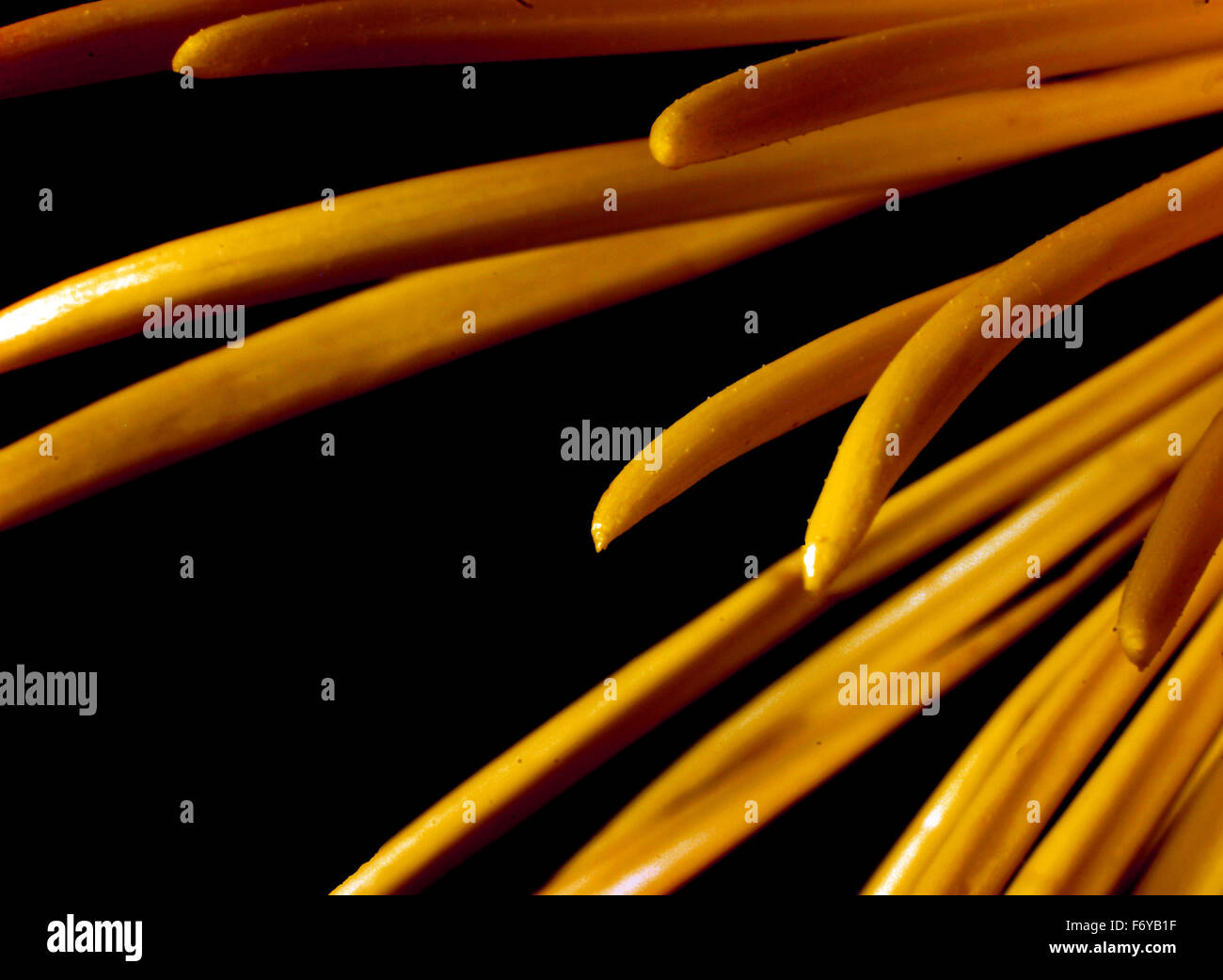 abstract petal of flower Stock Photo - Alamy