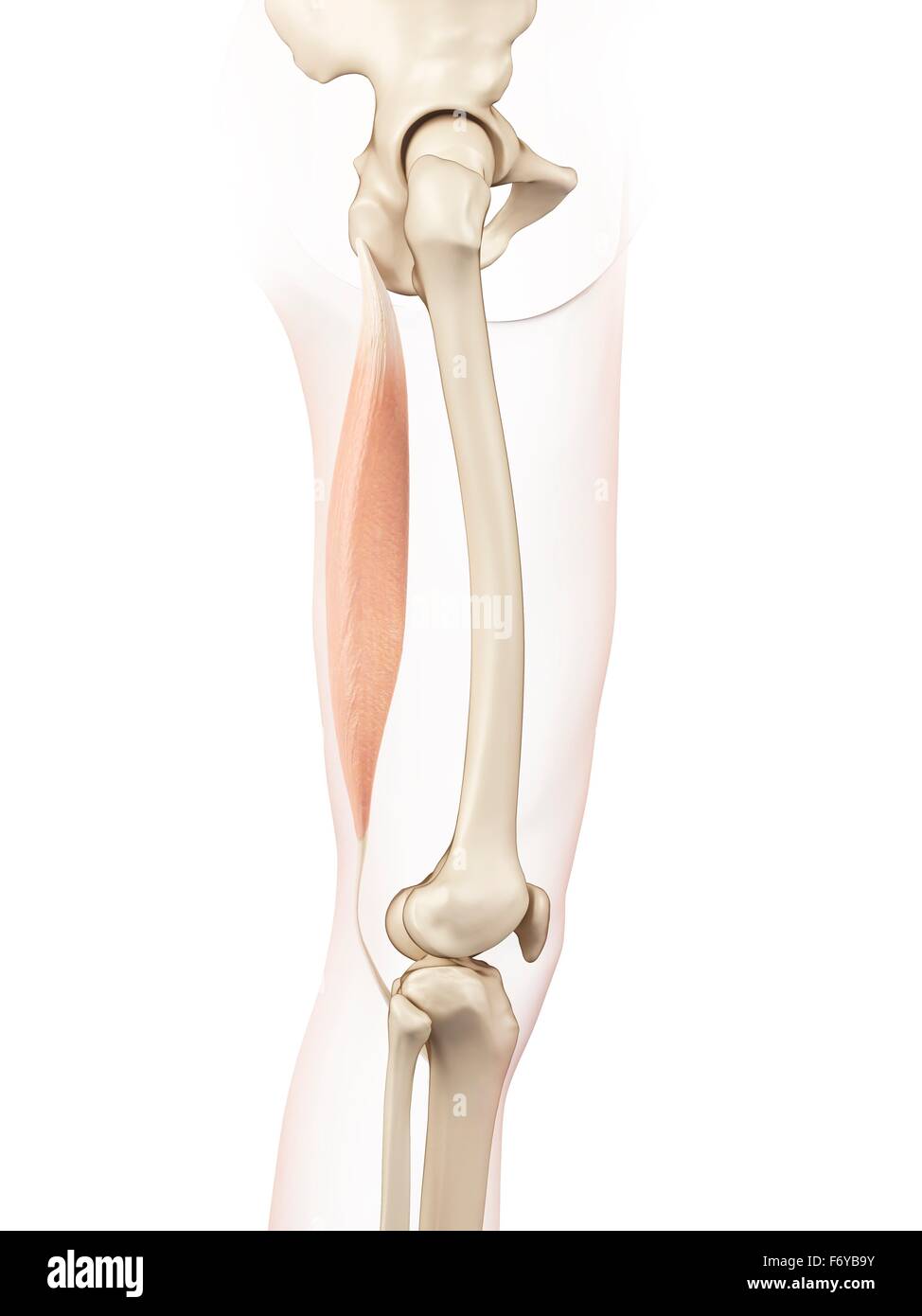 Human thigh muscles, computer illustration Stock Photo - Alamy