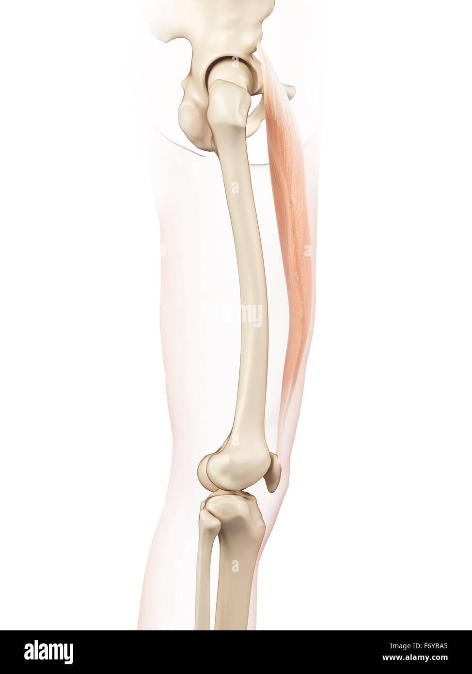 Human thigh muscles, computer illustration Stock Photo - Alamy