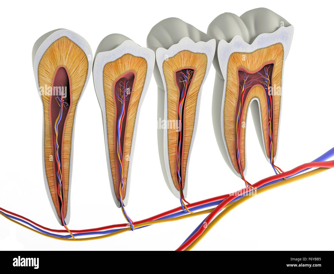 Artery and vein cross section High Resolution Stock Photography and ...