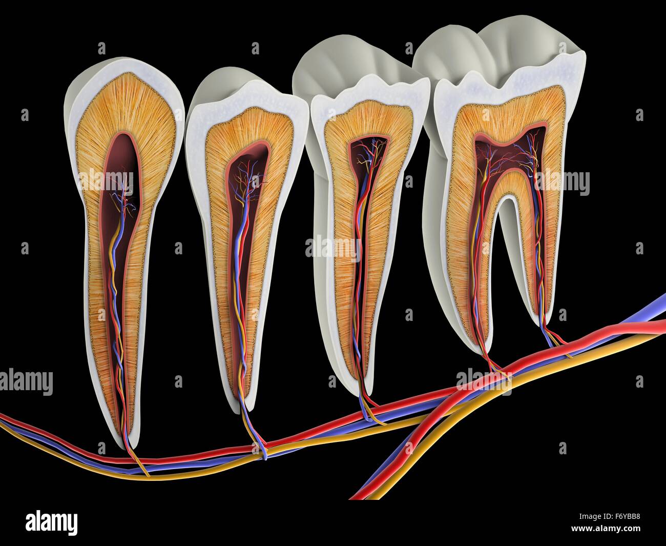 Artery and vein cross section High Resolution Stock Photography and ...