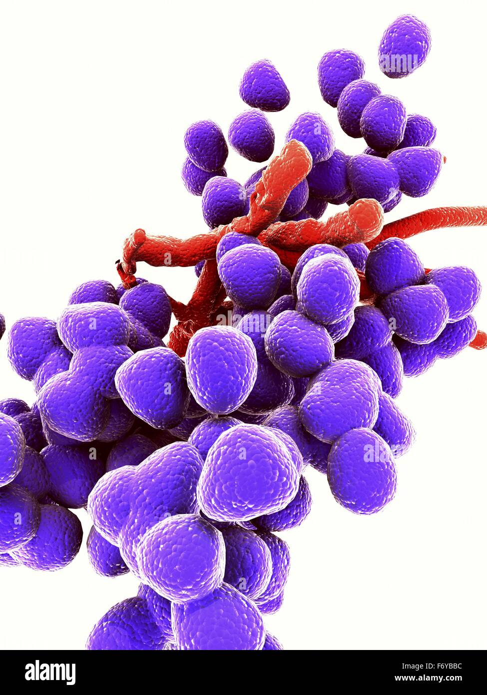 Enterococcus faecalis hi-res stock photography and images - Alamy