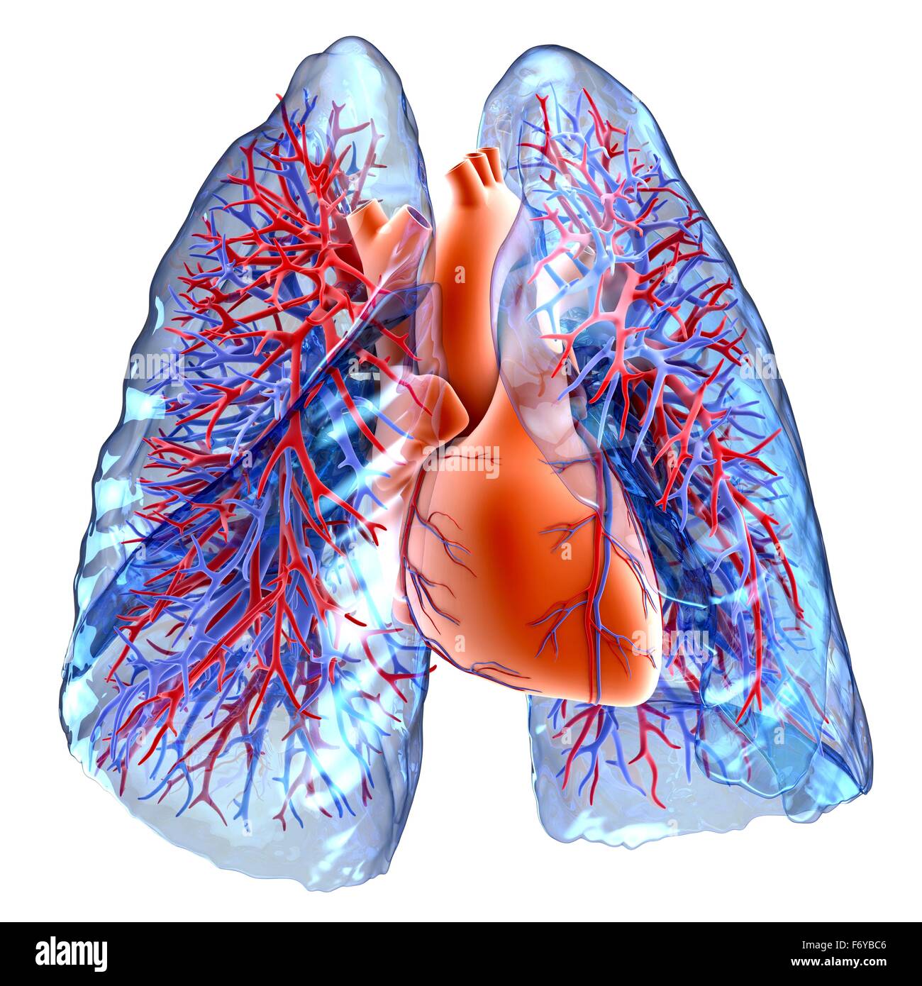 Circulatory system of heart and lungs, computer artwork. The heart ...
