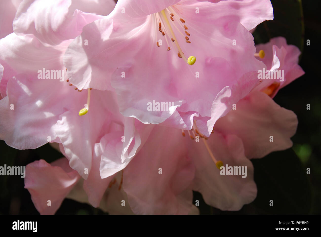 Pink rhododendron hi-res stock photography and images - Alamy